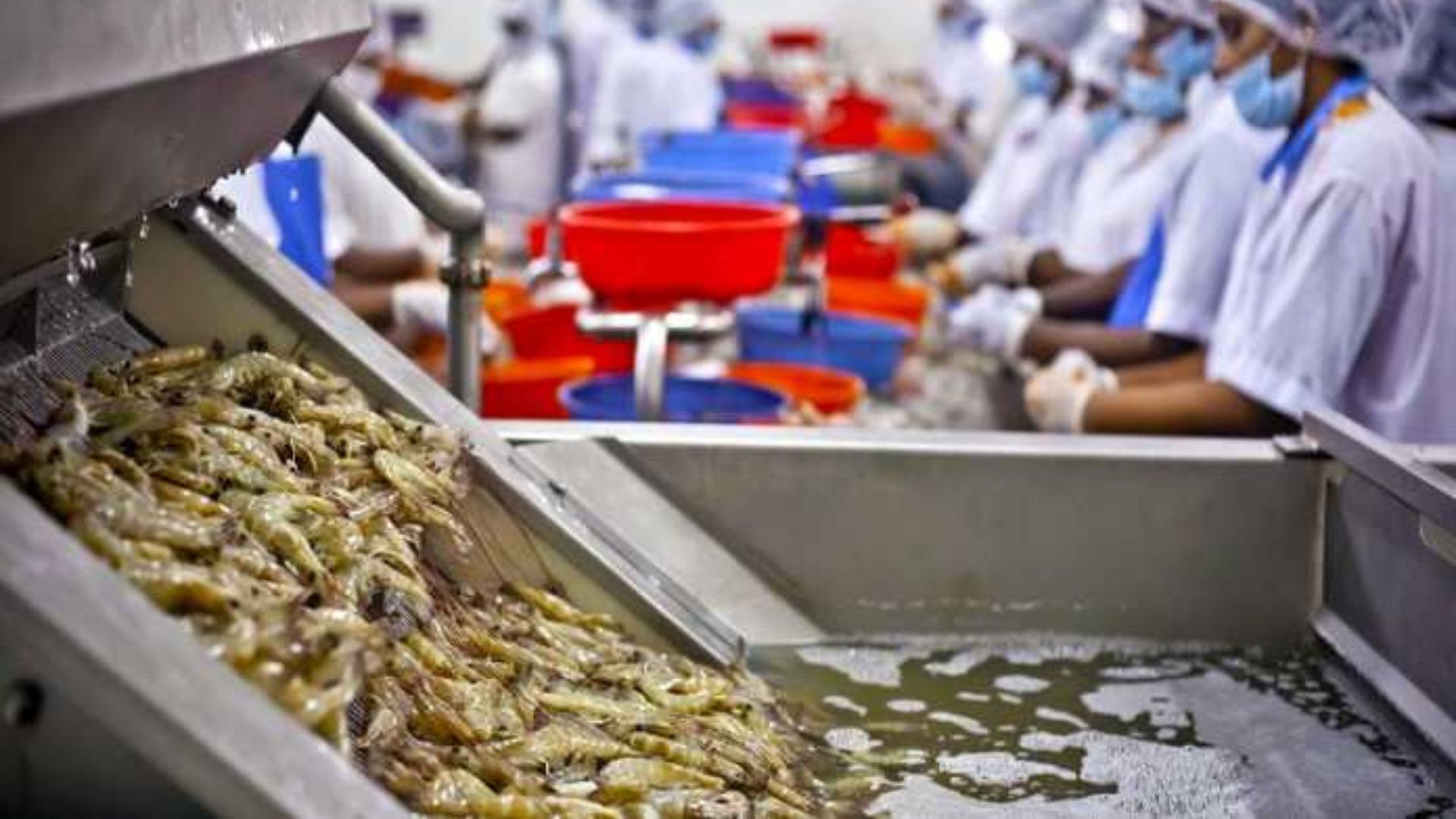 Industria Camaronera Apuesta A Taiwán Para Recuperar Exportaciones Y