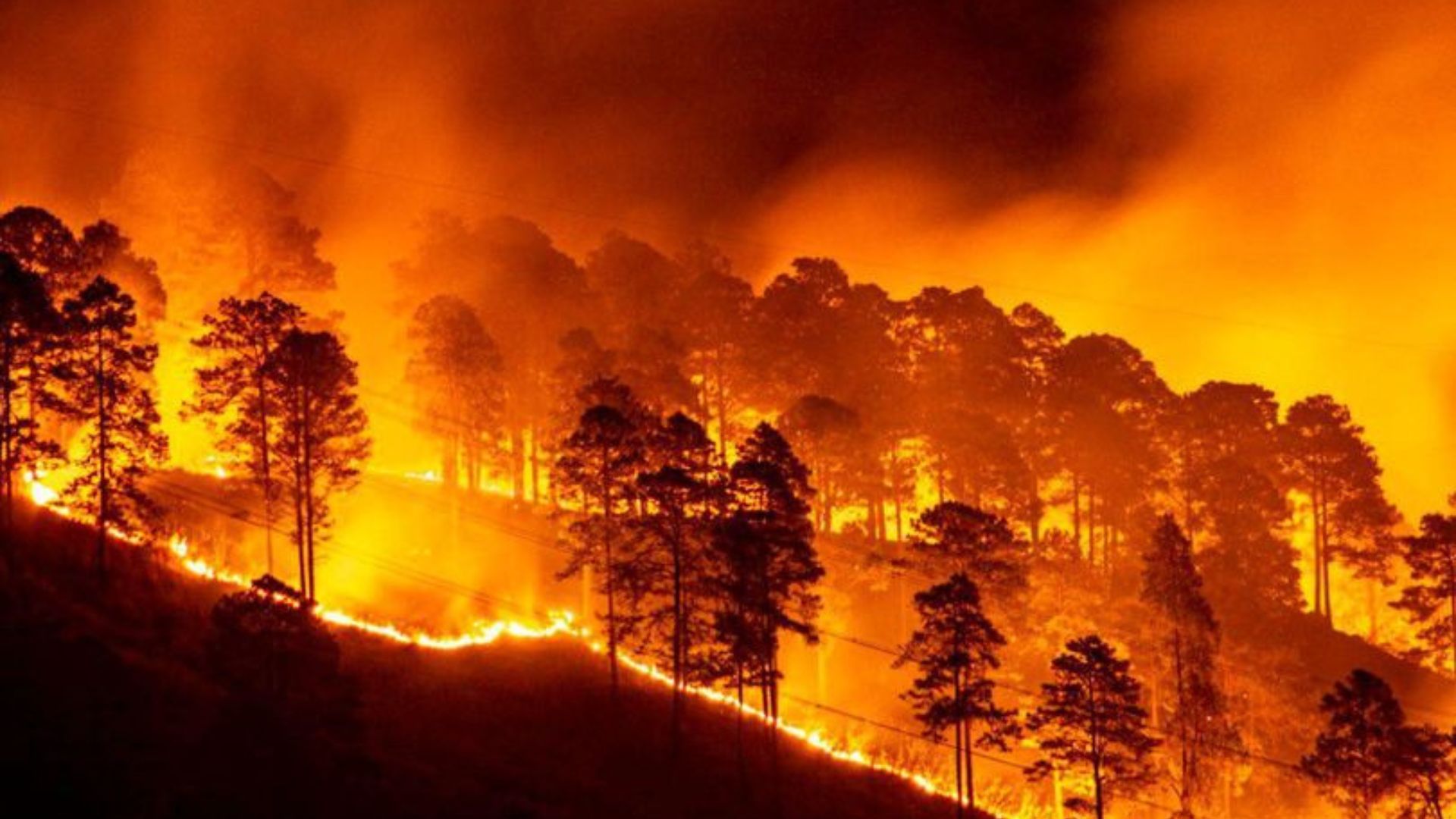 Incendios forestales en Honduras: 44 mil hectáreas afectadas